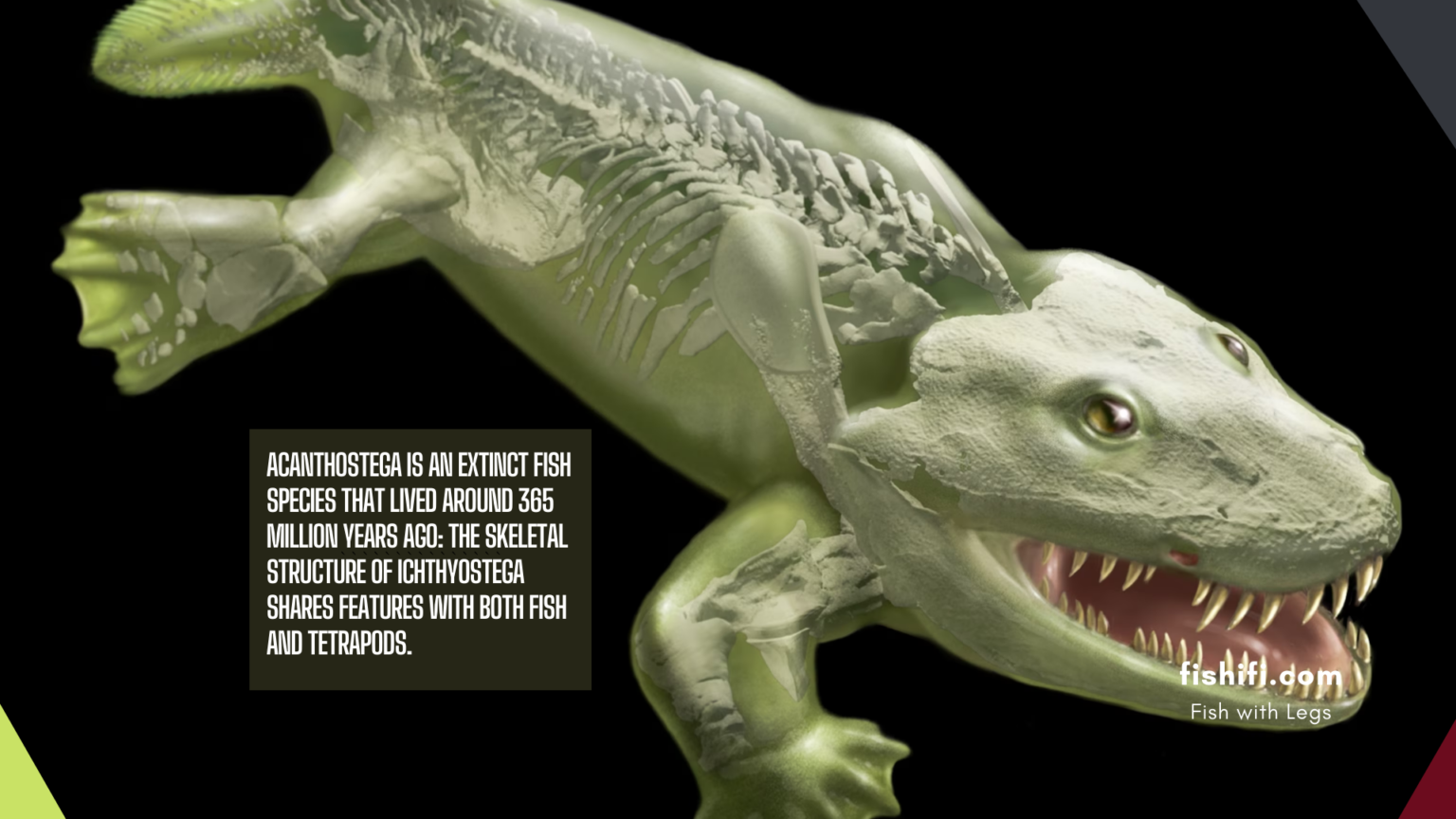 5 Popular Extinct Fish With Legs - fishifi.com