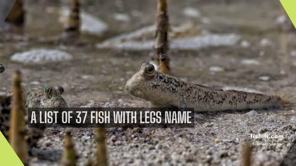 A List of 37 Fish with Legs Name - fishifi.com