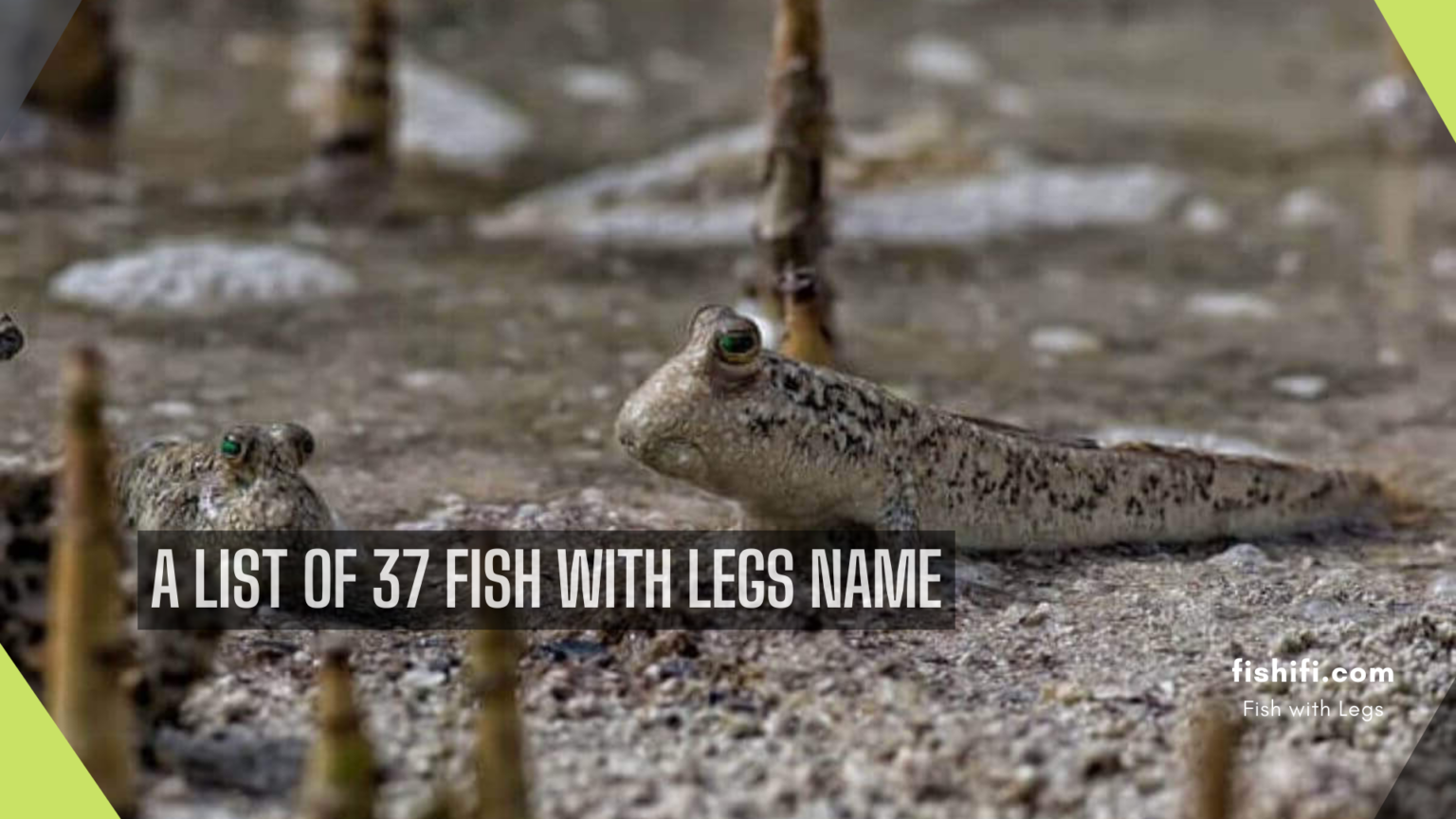 A List of 37 Fish with Legs Name - fishifi.com