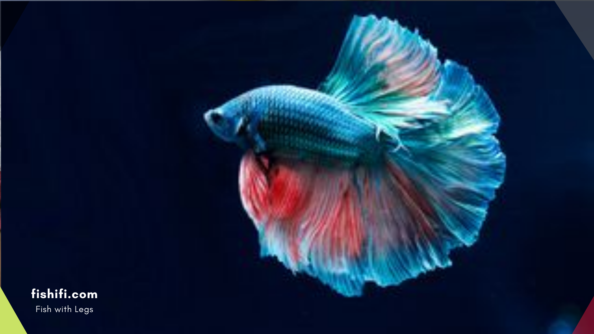 The Fascinating World of Betta Fish - fishifi.com