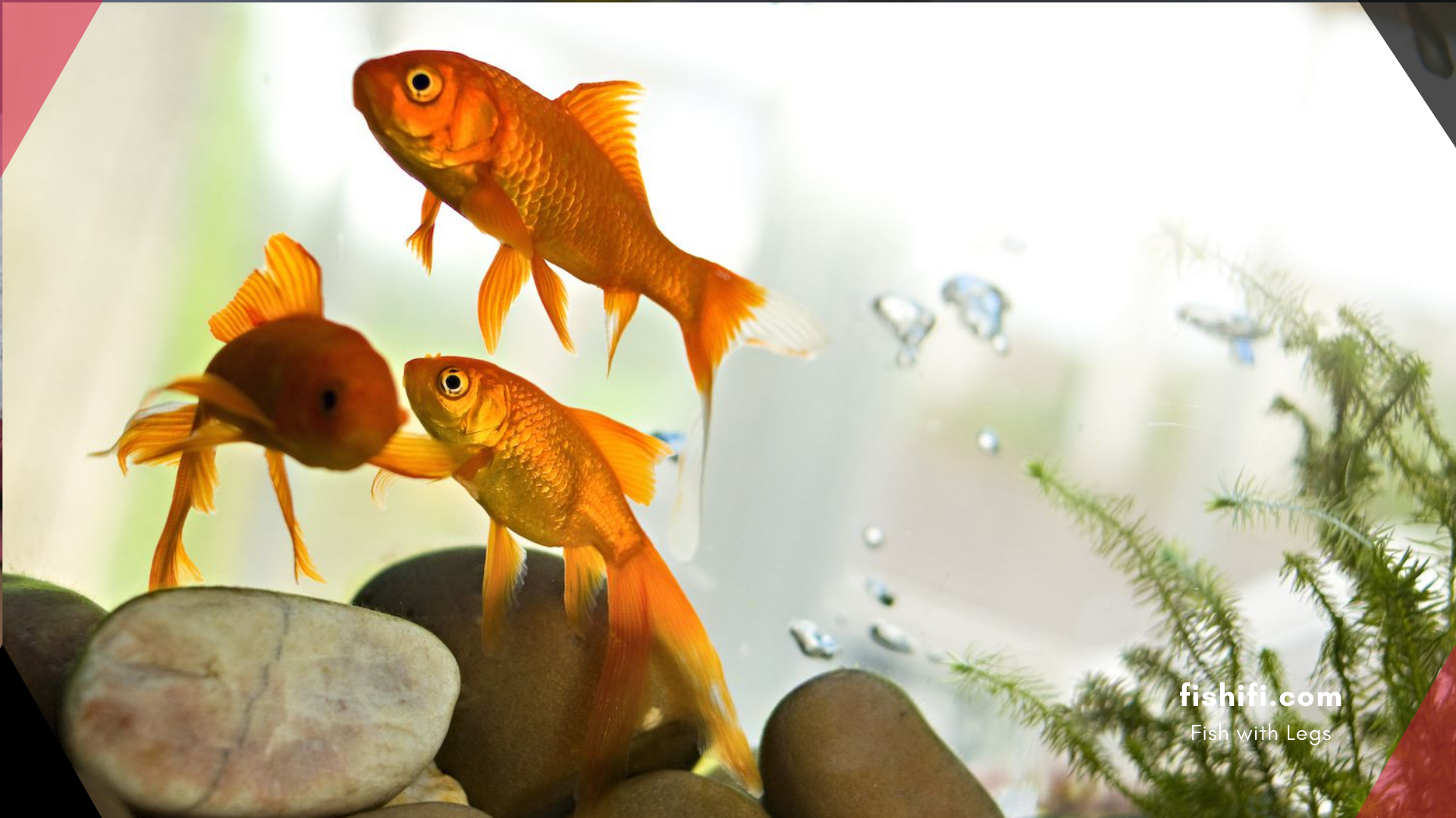 Swim Bladder Disease and Treatment - fishifi.com