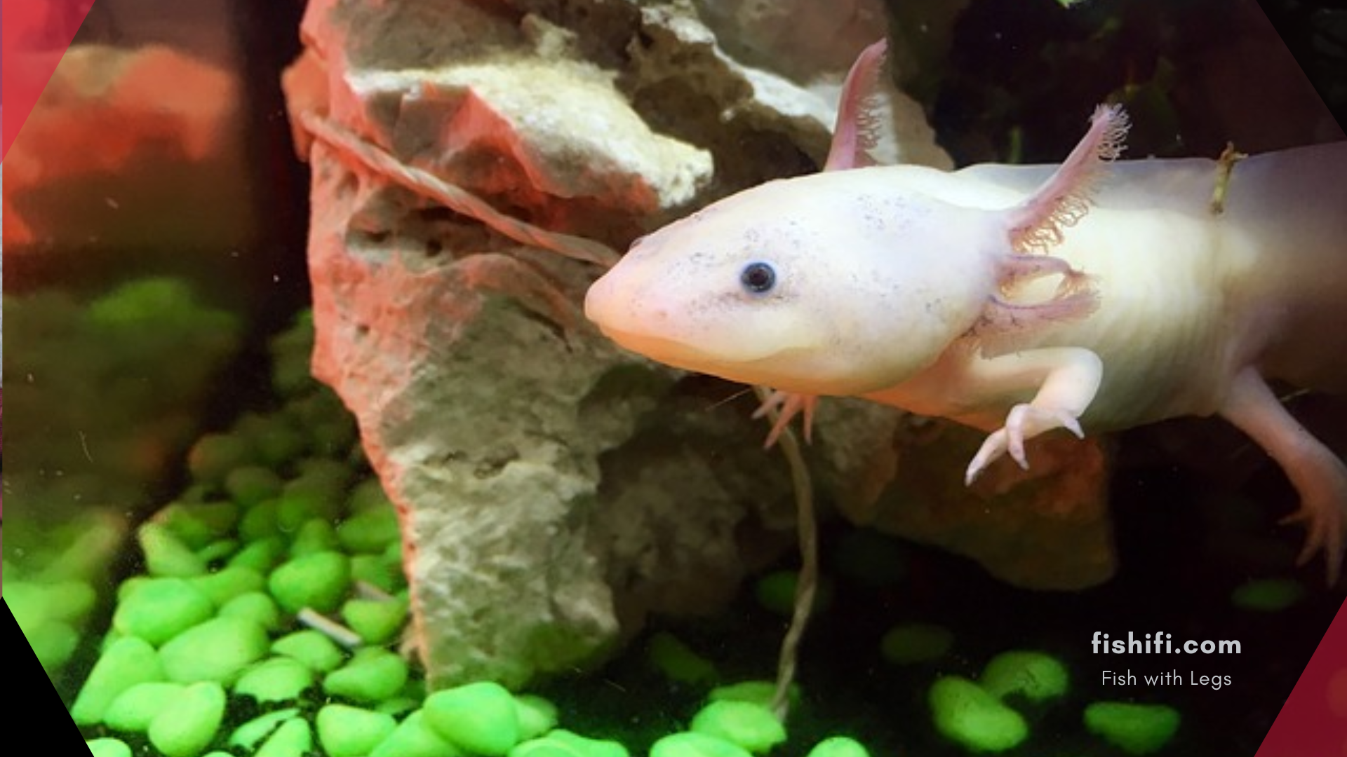 A List of 37 Fish with Legs Name - fishifi.com